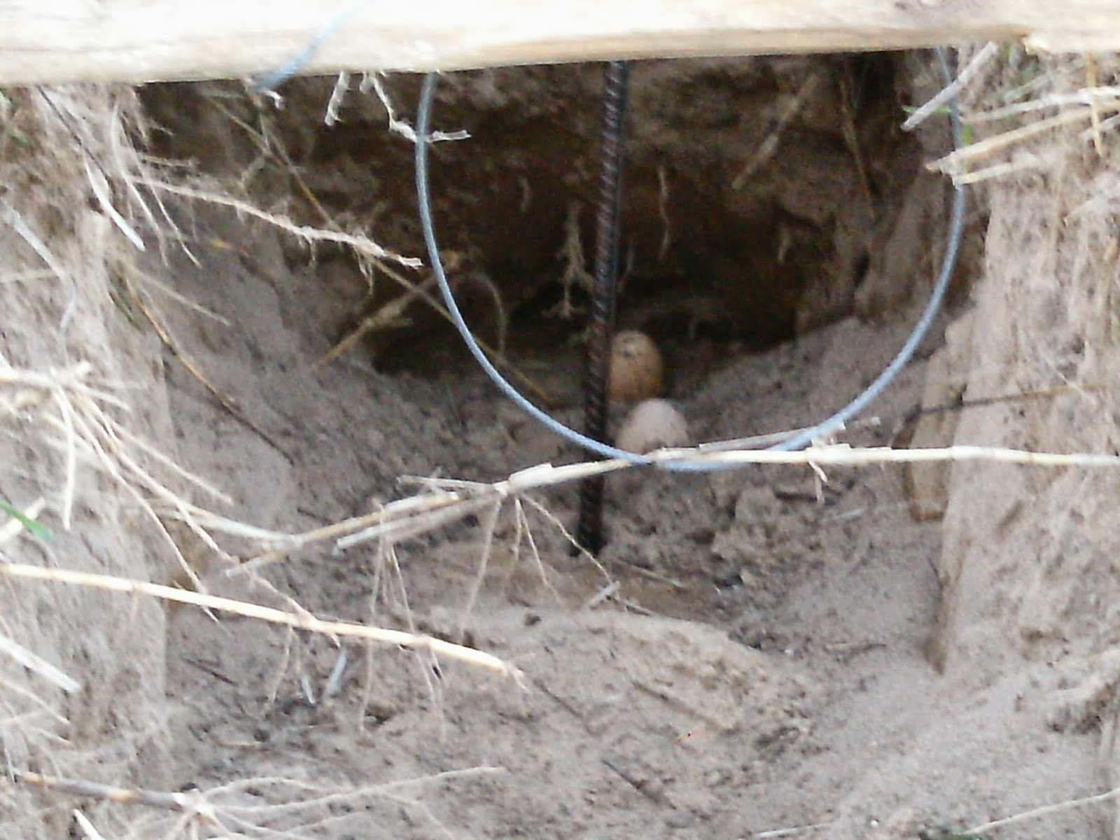 Hidden Snares – Julie Steck