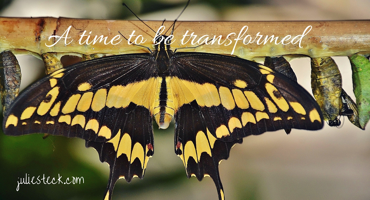 Emerging from the Cocoon – Julie Steck